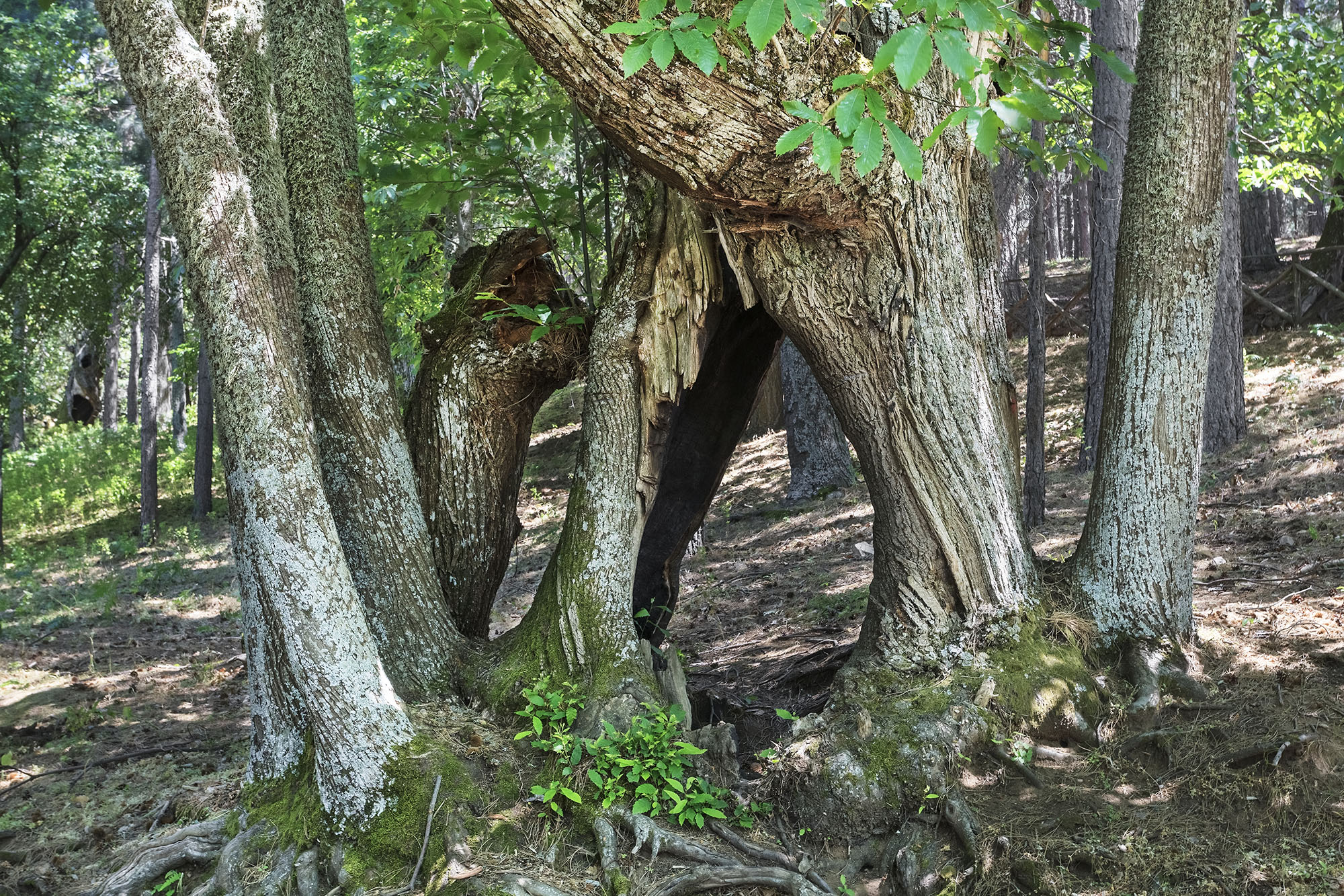 Alberi monumentali della Sila – Parco Nazionale della Sila