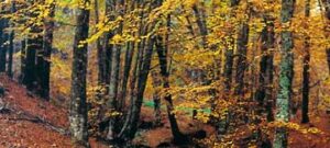 La Flora – Parco Nazionale della Sila