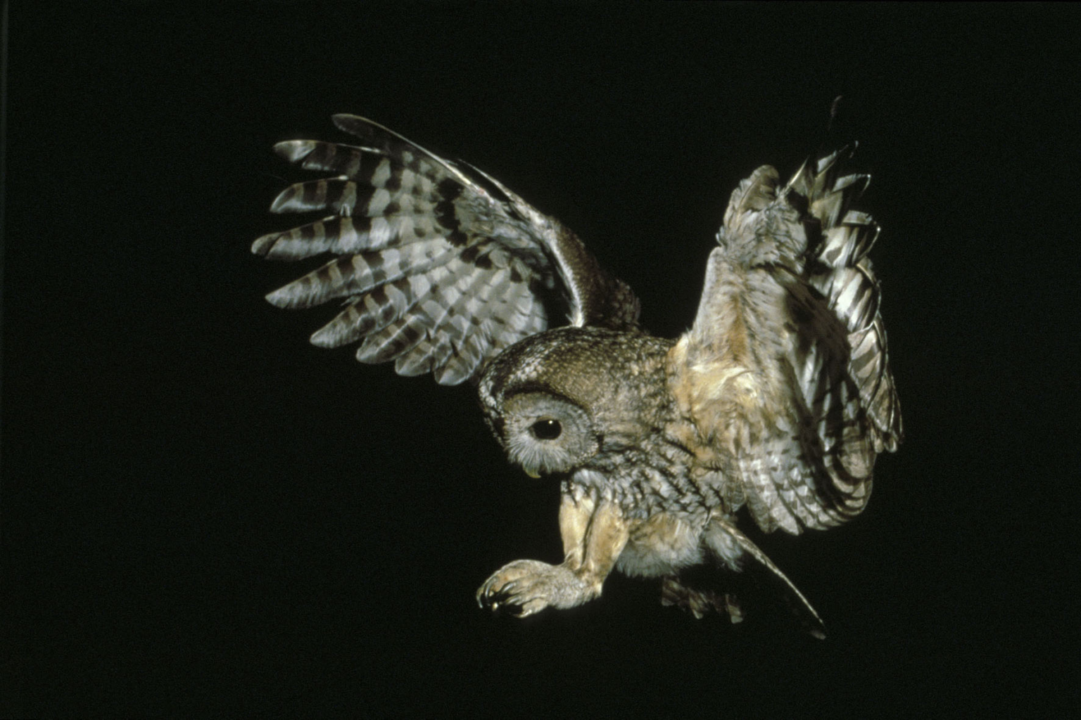 Gli Uccelli – Parco Nazionale della Sila